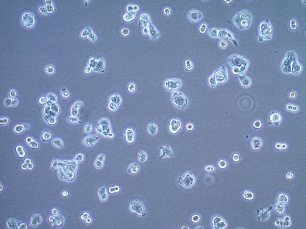 Hep-G2/2.2.15 Human Hepatoblastoma Cell Line | SCC249